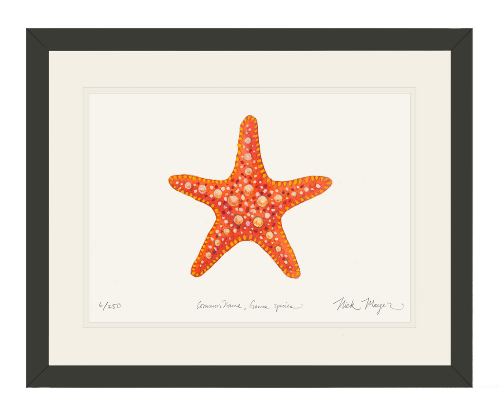 starfish artwork