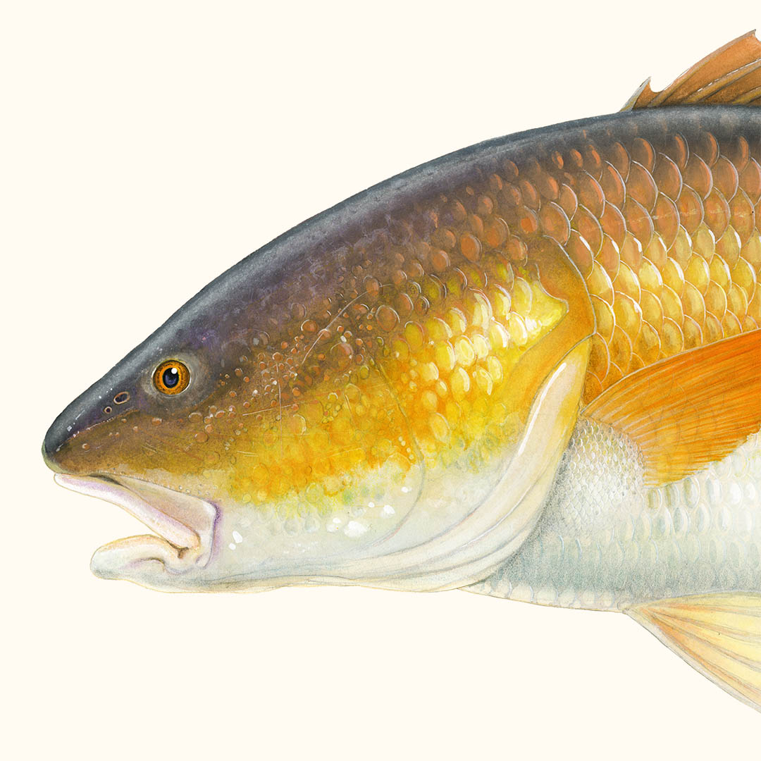 NEW PAINTING: BULL REDFISH