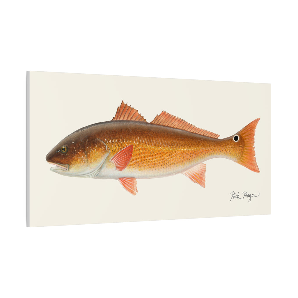 Redfish, 15 lbs Canvas Print