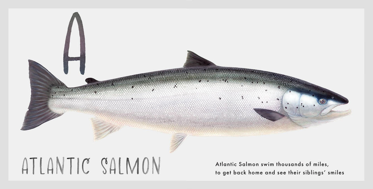 Fish ABCs: Colorful fish for each letter of the alphabet