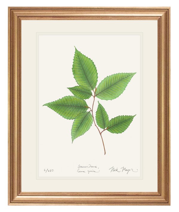 Elegant American Beech Botanical by Nick Mayer