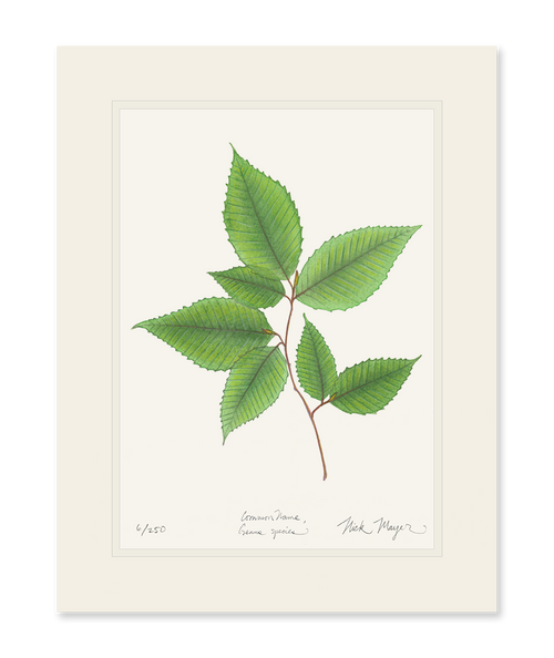 Elegant American Beech Botanical by Nick Mayer