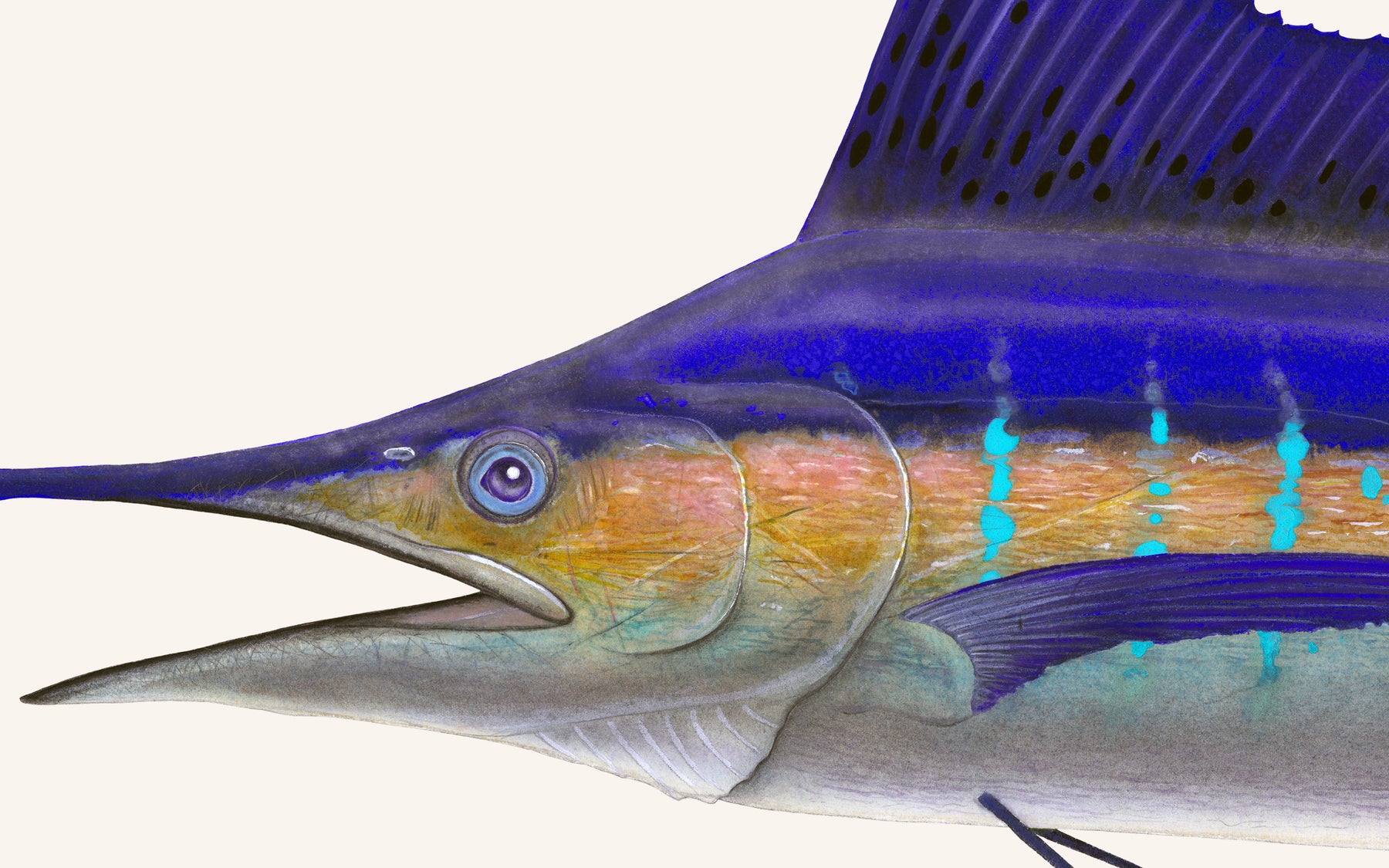 Nick Mayer Art, Fish Art Prints and Nature Illustration Gifts
