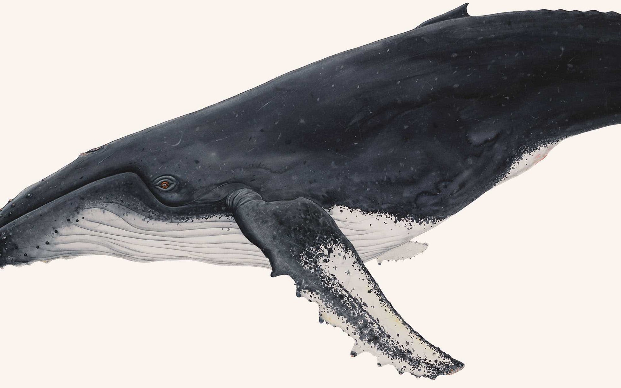 Nick Mayer Art, Fish Art Prints and Nature Illustration Gifts