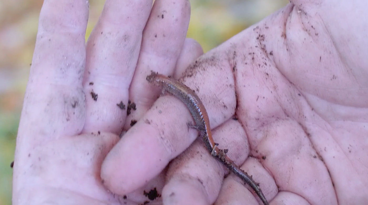 How to Paint a Salamander Course