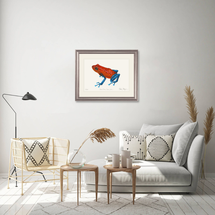 Vibrant Giclee Print of the Strawberry Poison Dart Frog