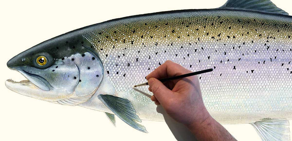 Nick Mayer Art, Fish Art Prints and Nature Illustration Gifts