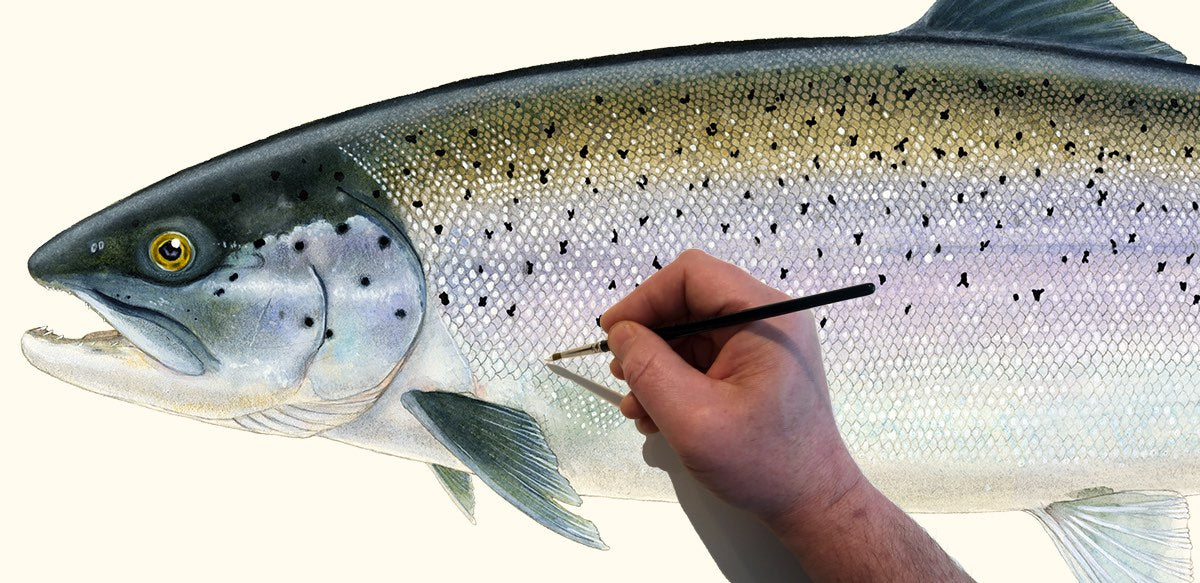 Nick Mayer Art, Fish Art Prints and Nature Illustration Gifts