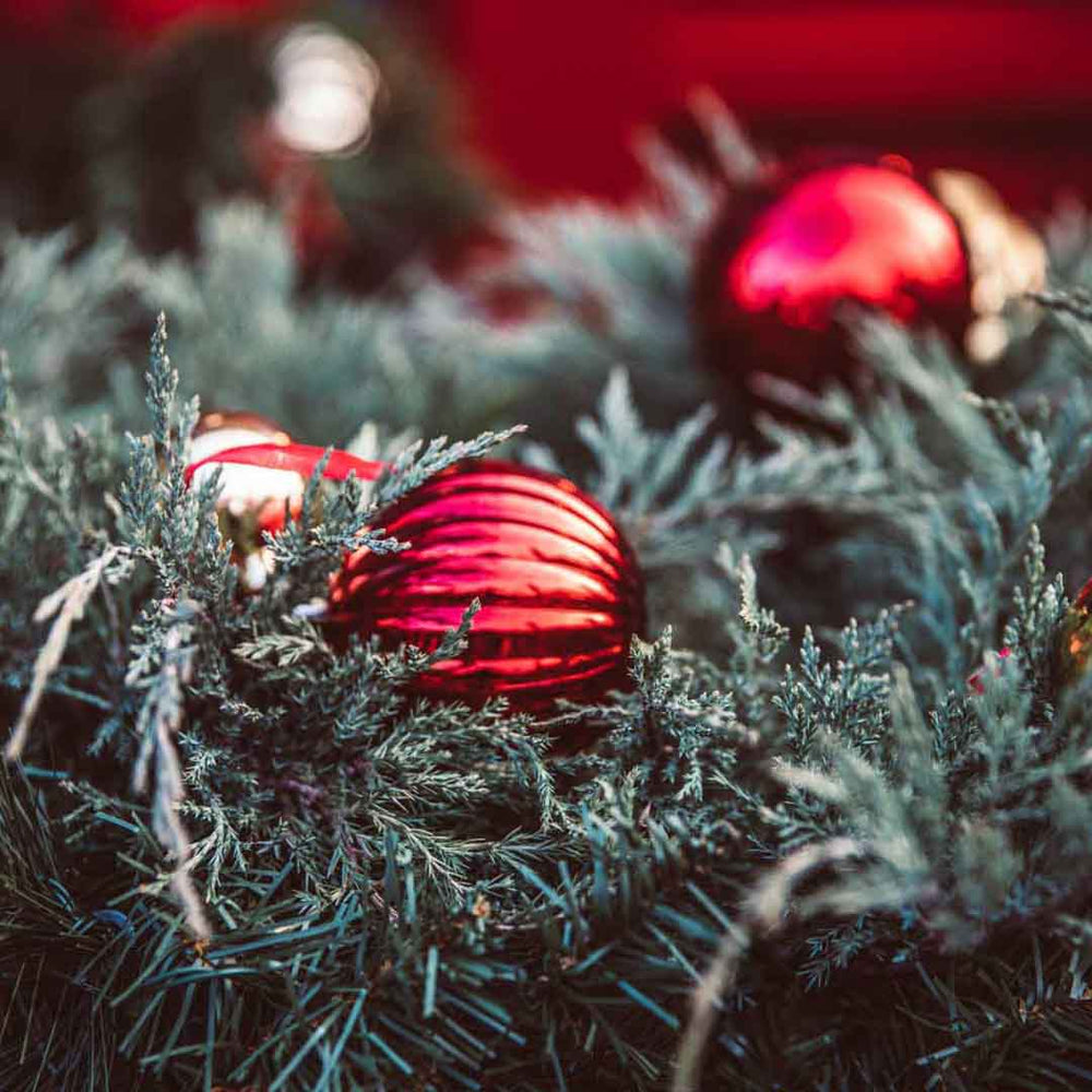 Nick Mayer Art, Fish Art Prints and Nature Illustration Gifts