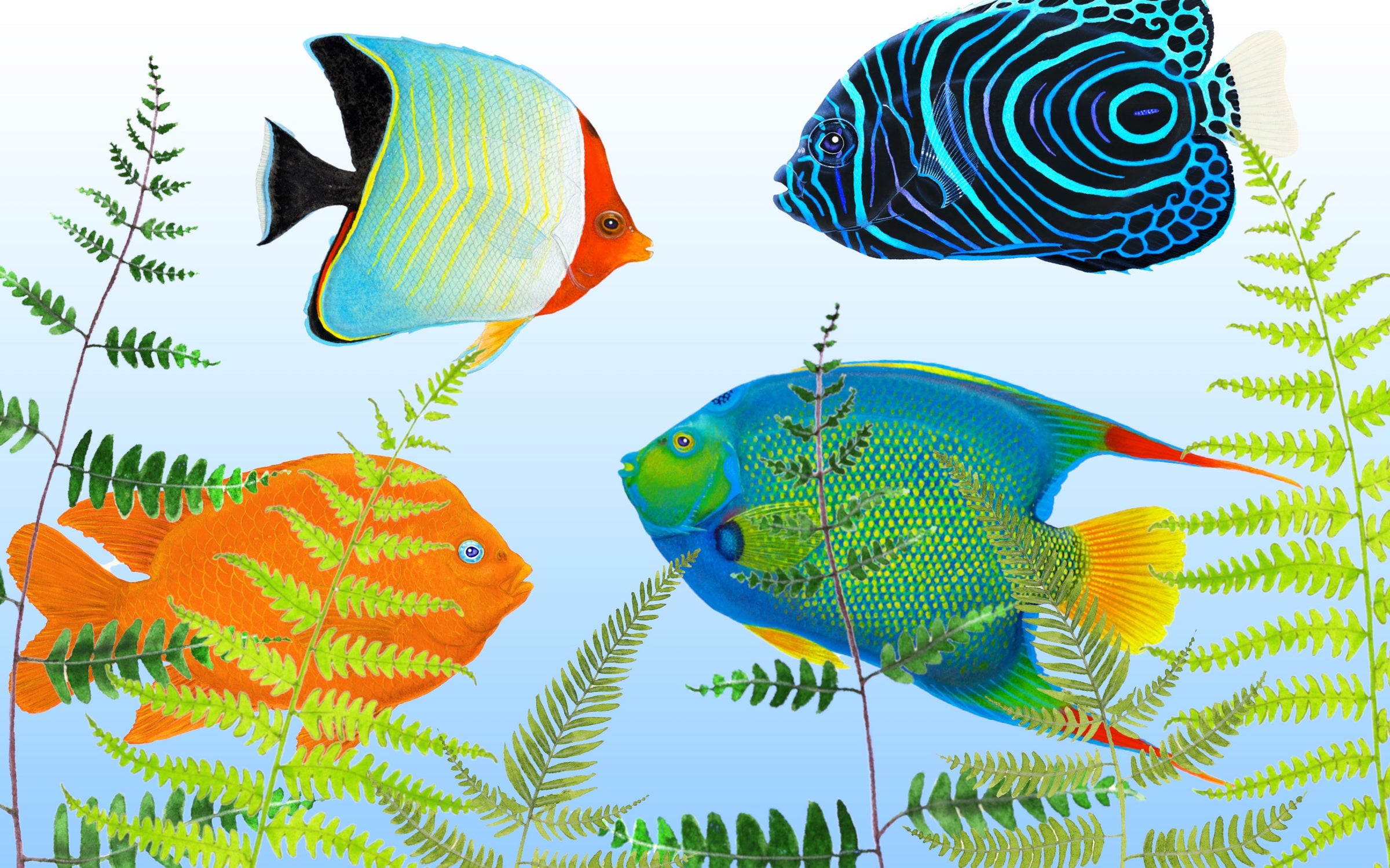 Nick Mayer Art, Fish Art Prints and Nature Illustration Gifts