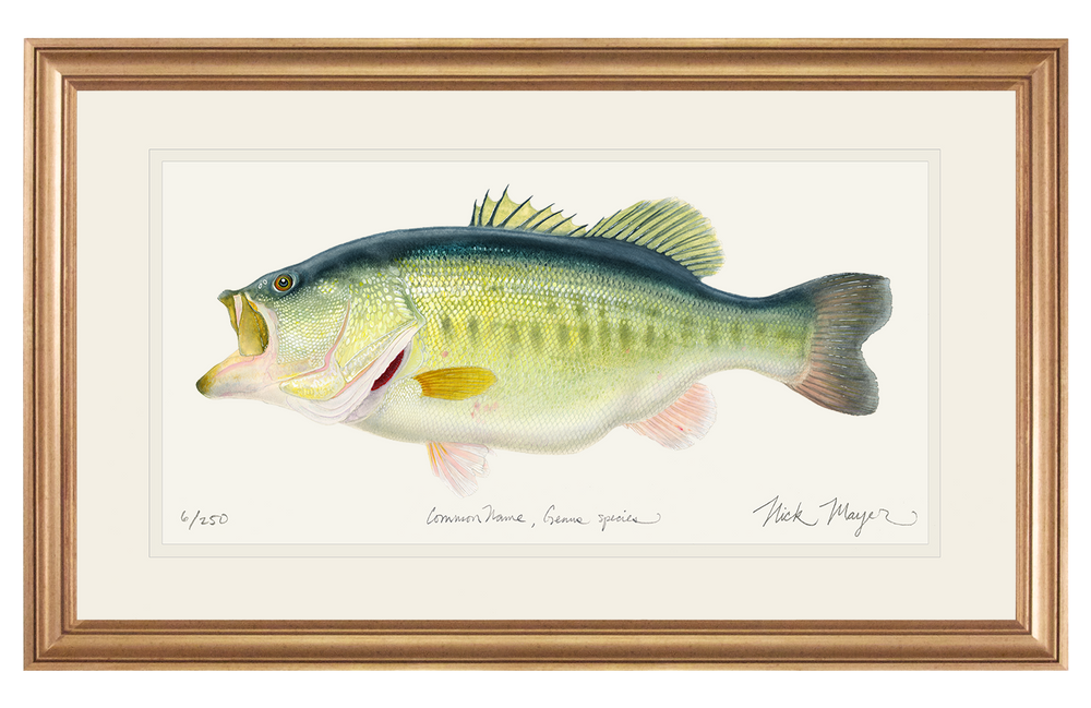 Celebrate America's Gamefish with our Largemouth Bass print