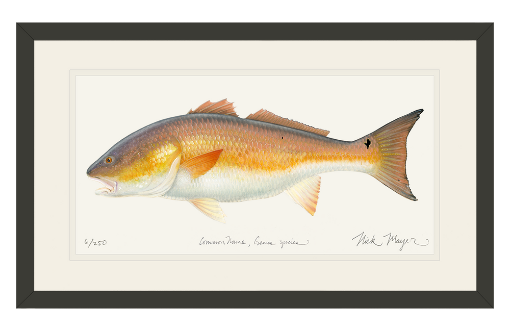 "Marsh Monarch" – Bull Redfish Limited Edition Fine Art Print