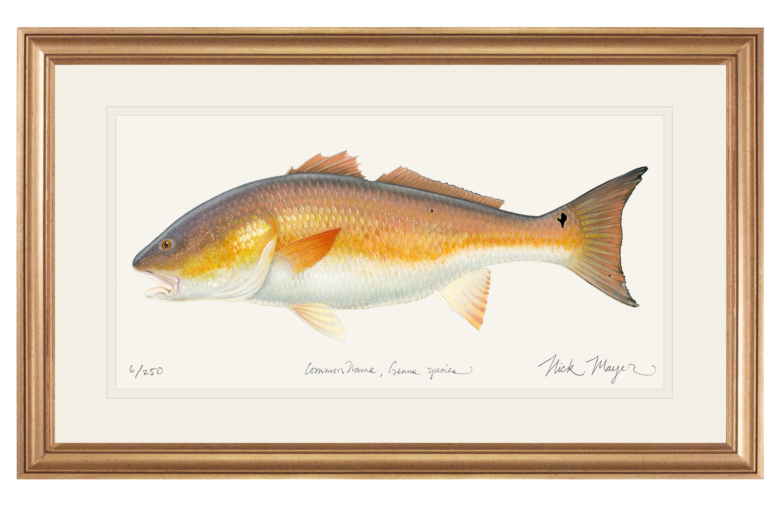 Nick Mayer Art, Fish Art Prints and Nature Illustration Gifts