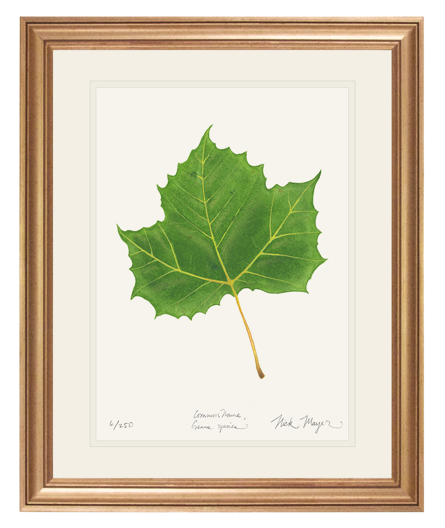 Elegant American Sycamore Leaf Botanical by Nick Mayer