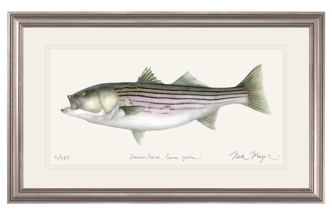 Nick Mayer Art, Fish Art Prints and Nature Illustration Gifts