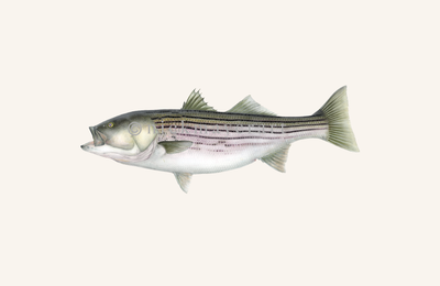 A New England icon, popular Striper art print