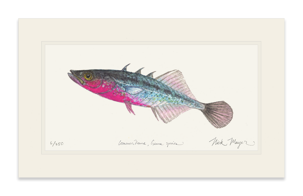 Add a colorful Three Spined Stickleback to your collection