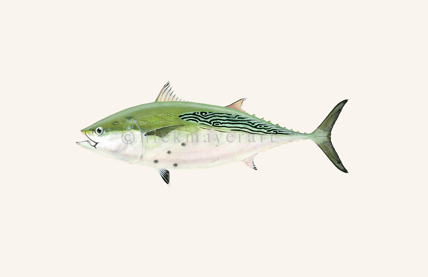 Catch the thrill of False Albacore fishing with Nick's Art