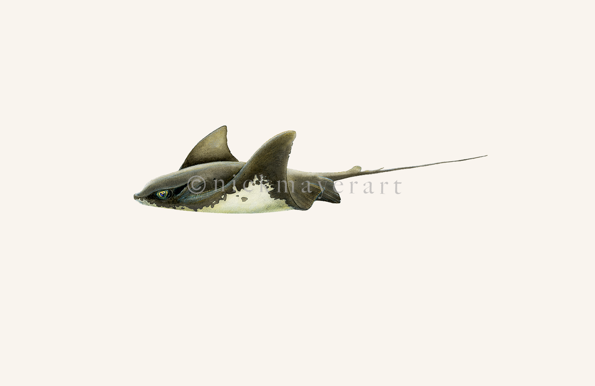 Dive into the beauty of the Bat Ray watercolor print