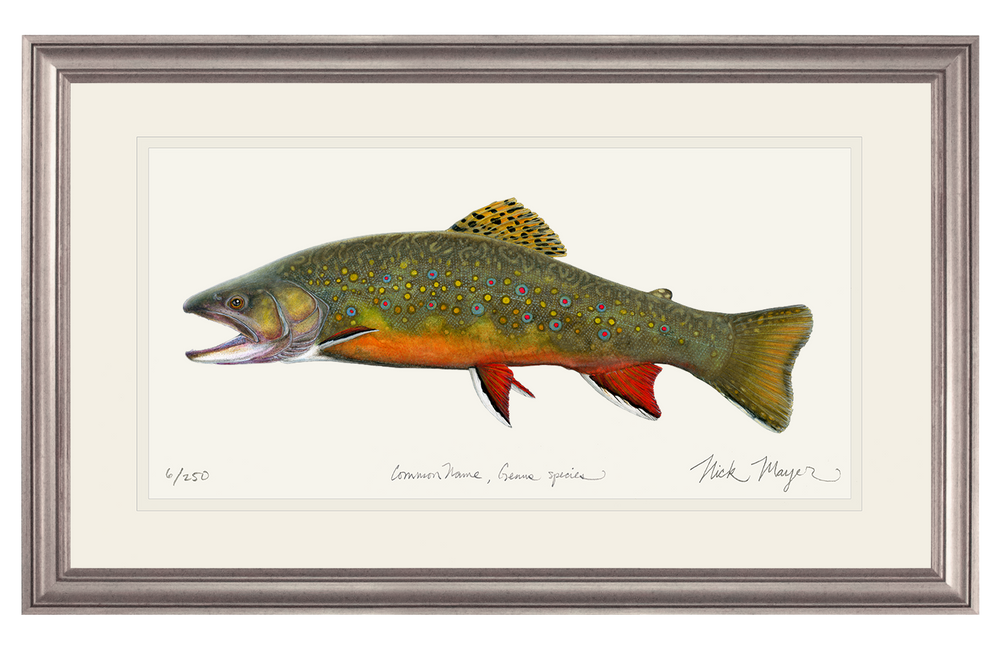 Nick Mayer Art, Fish Art Prints and Nature Illustration Gifts