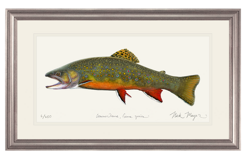 Nick Mayer Art, Fish Art Prints and Nature Illustration Gifts