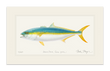 California Yellowtail II Print: Dive into Underwater Beauty