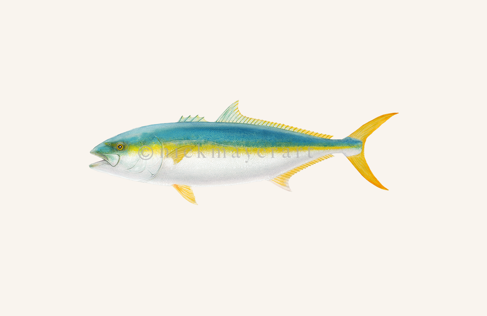 California Yellowtail II Print: Dive into Underwater Beauty