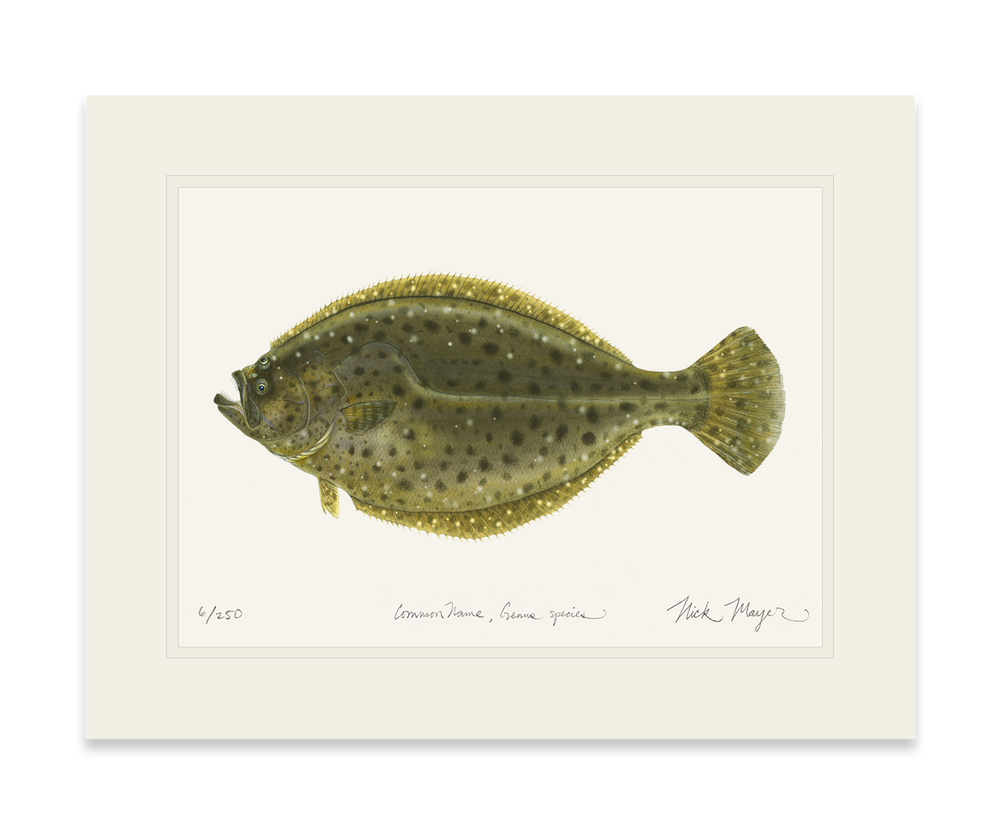 Fluke Print: Unique flatfish on your wall