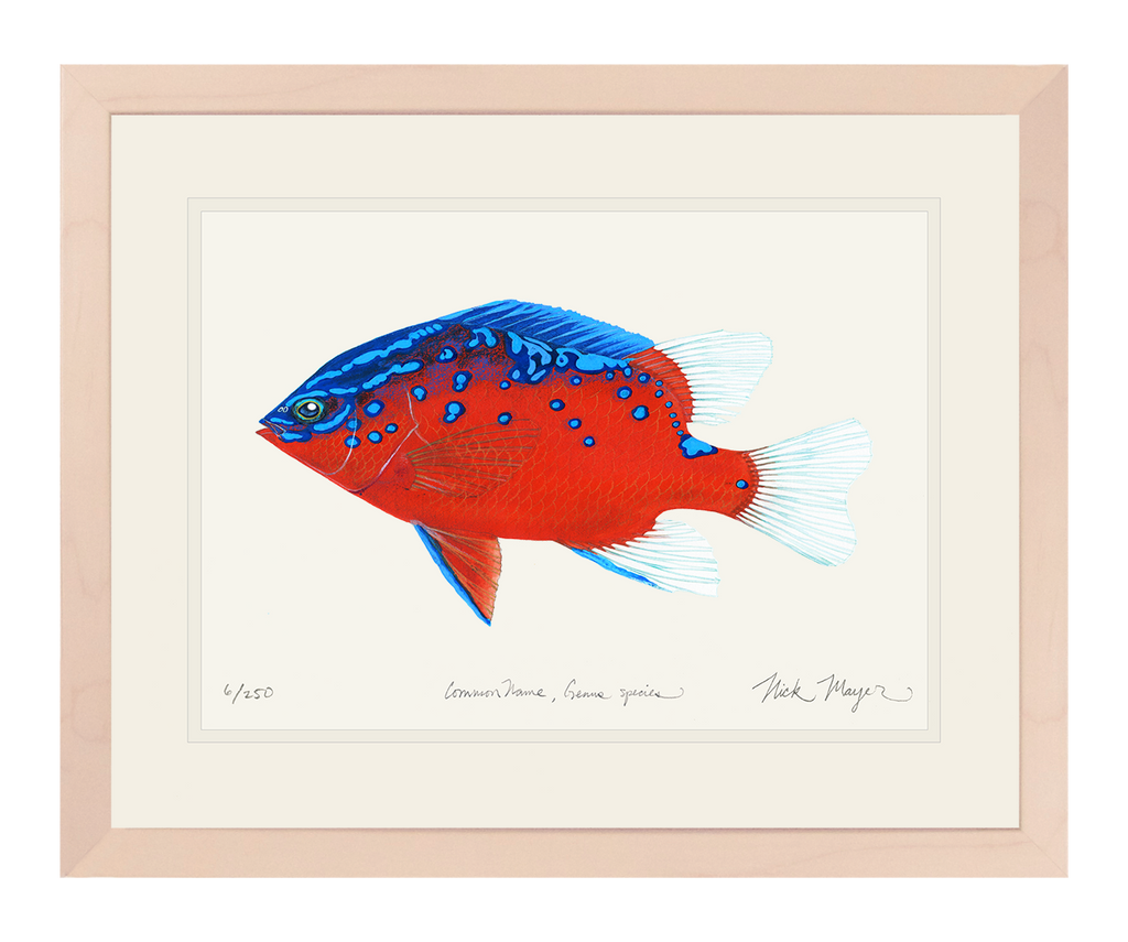 Add vibrant color to your home with Juvenile Garibaldi Print
