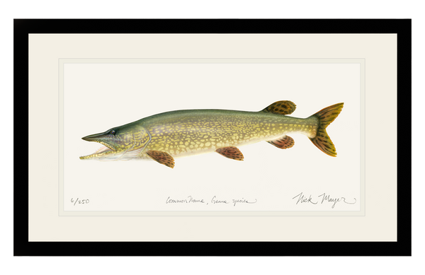 Unleash the fierce beauty of the Northern Pike in your home