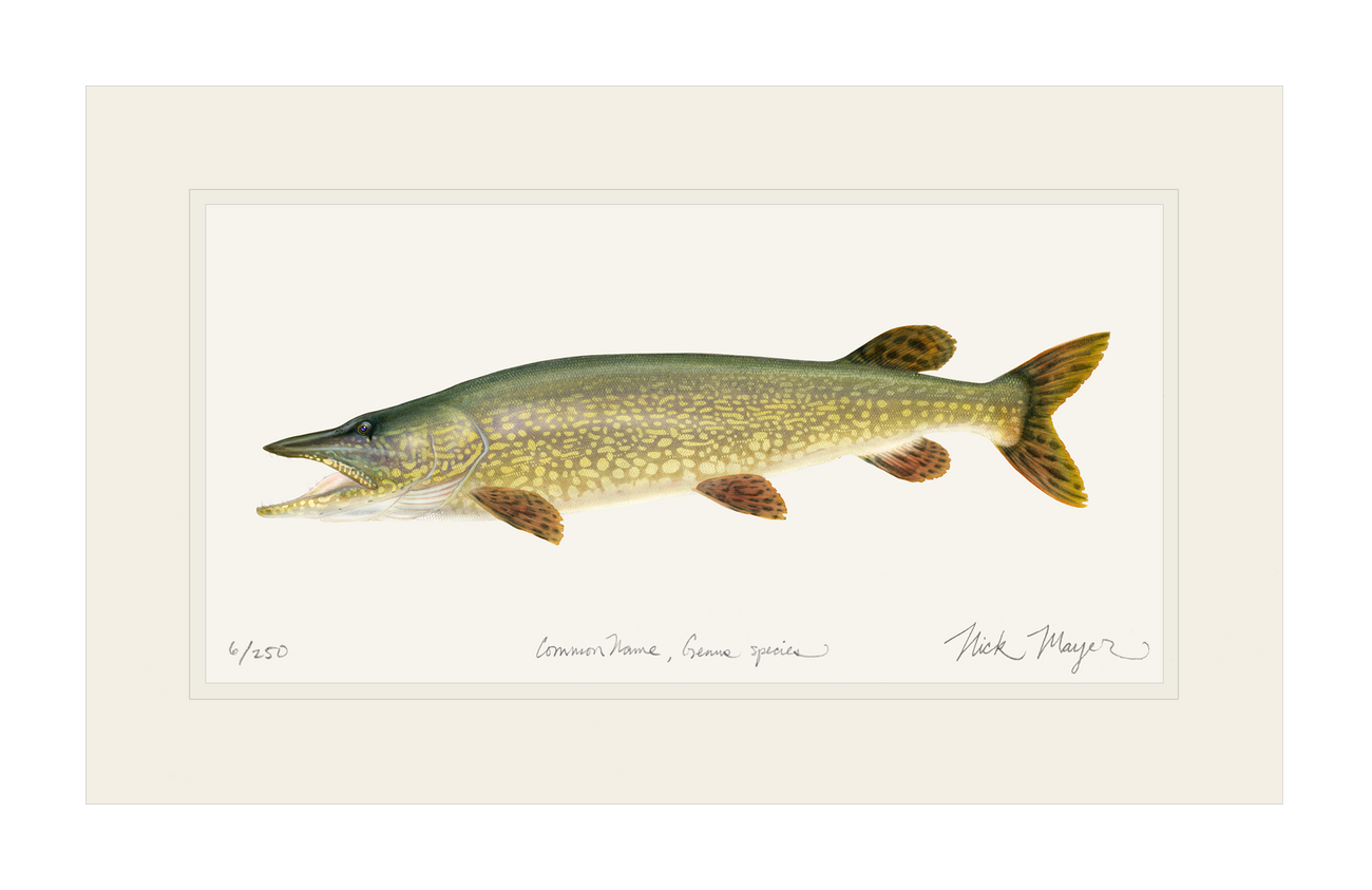 Unleash the fierce beauty of the Northern Pike in your home