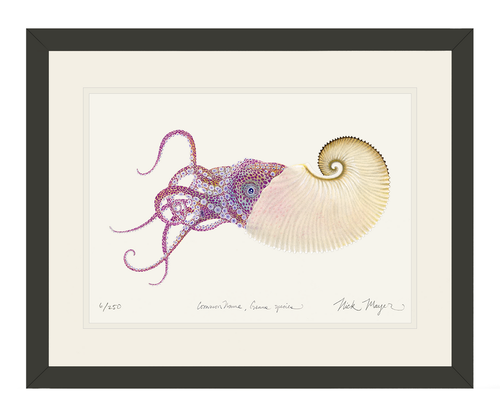 Paper Nautilus Print - Best Seller & Nick's Favorite