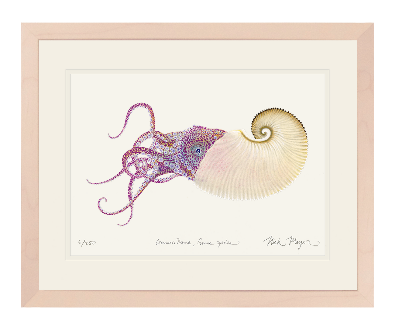 Paper Nautilus Print - Best Seller & Nick's Favorite