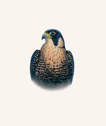 Experience the Beauty and Power of Peregrine Falcons in Art
