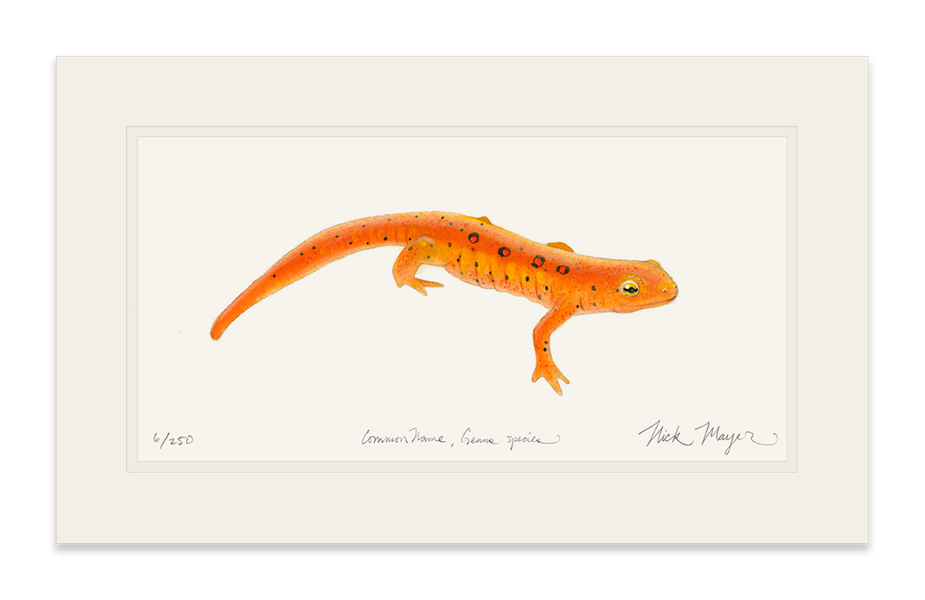 Bright & Poisonous: The Red Eft Newt of Eastern US