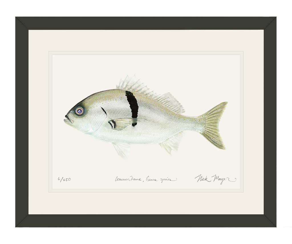 Sargo Perch Print: California coast Black Croaker