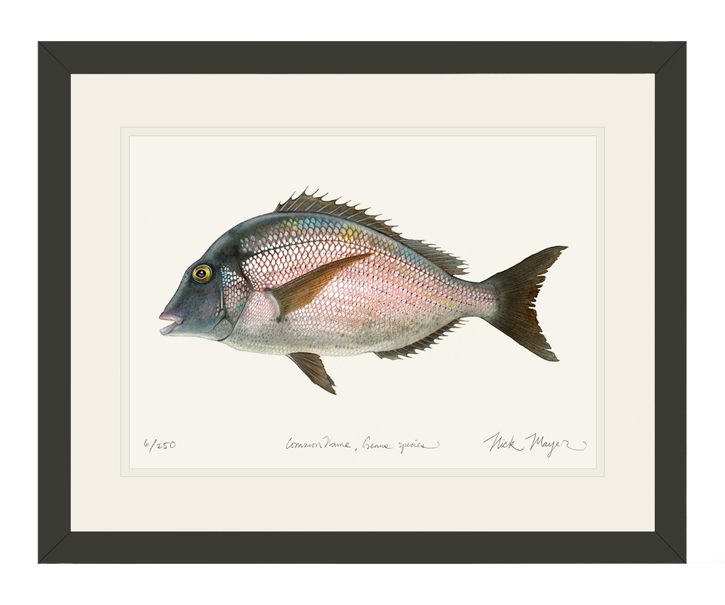 Explore the mystery of Scup fish in this stunning painting