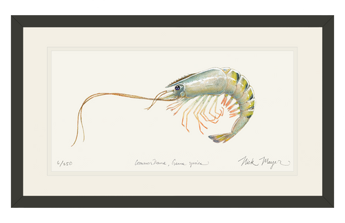 Giant Tiger Shrimp Print - Support Sustainable Fisheries