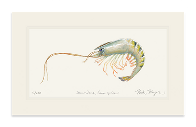 Giant Tiger Shrimp Print - Support Sustainable Fisheries