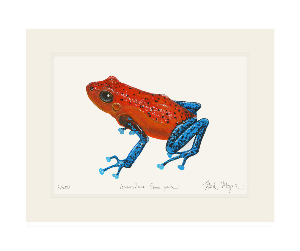 Vibrant Giclee Print of the Strawberry Poison Dart Frog