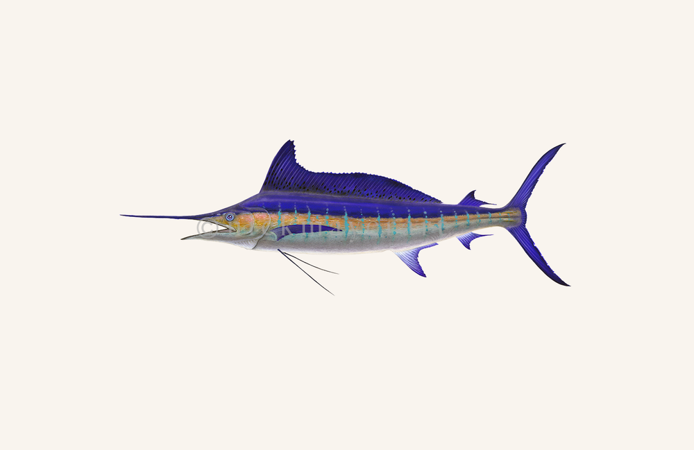 Striped Marlin Masterwork Canvas: Electric Colors