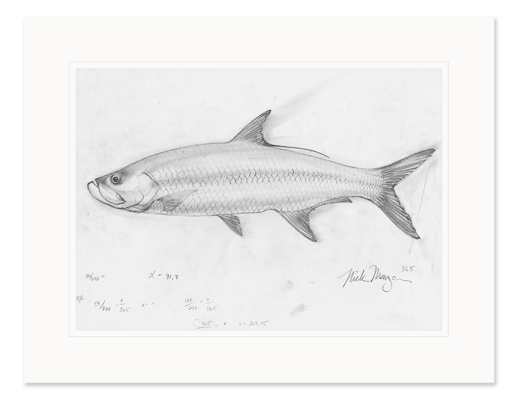 Tarpon Study Original Pencil Sketch