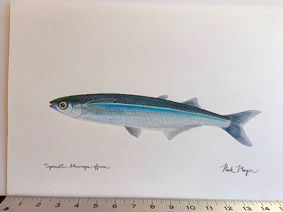 One-of-a-Kind Original Watercolor Painting of a Smelt