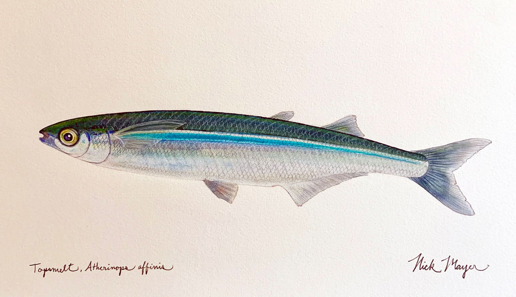 One-of-a-Kind Original Watercolor Painting of a Smelt