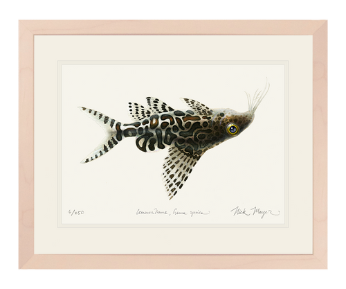 Unusual Catfish Print - Avant Garde Conversation Piece