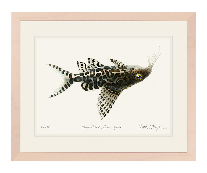 Unusual Catfish Print - Avant Garde Conversation Piece
