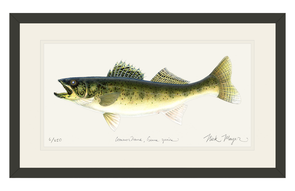 Walleye Print: Show Your Passion for the Sport and Join Us