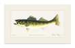 Walleye Print: Show Your Passion for the Sport and Join Us