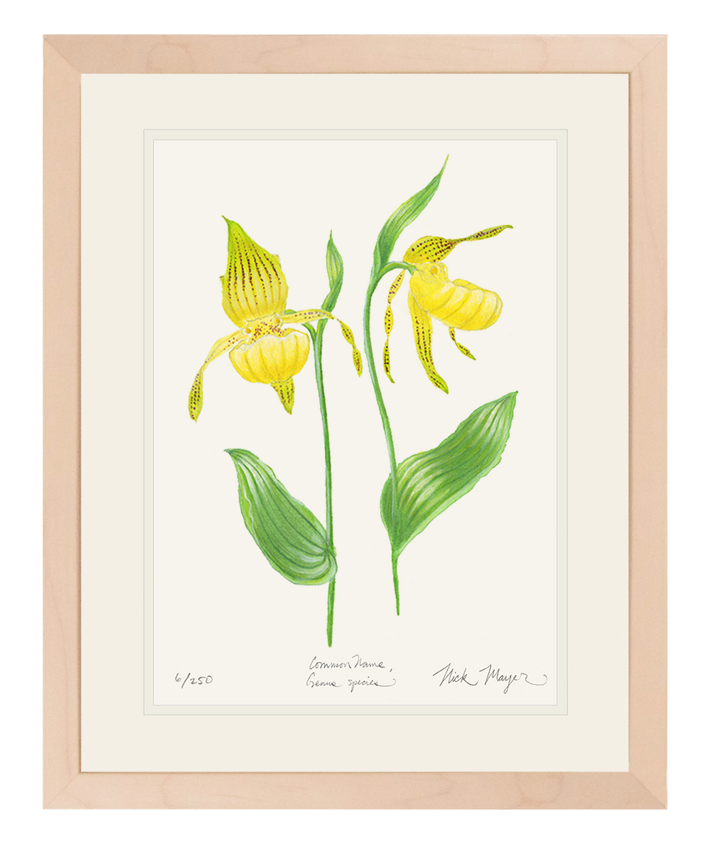 Add nature with our Yellow Lady's Slipper Wildflower Print