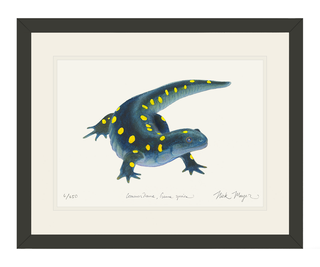 Brighten up your space with Yellow Spotted Salamander print